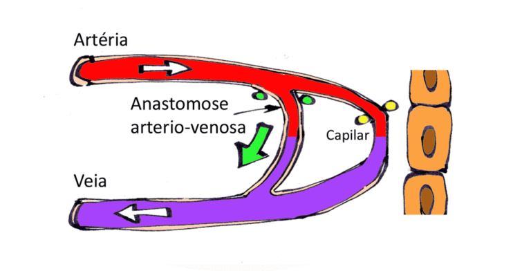 Anastomose - AMANF