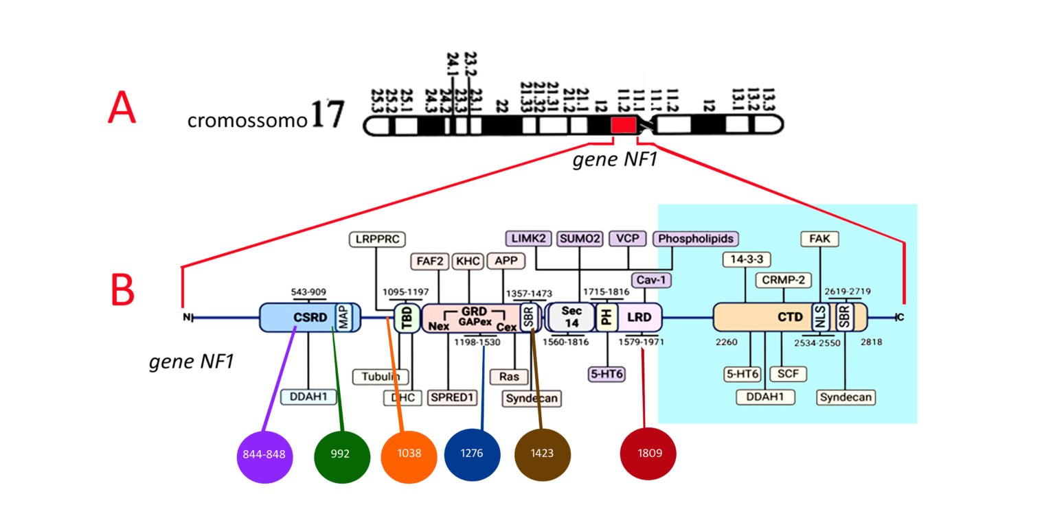 evolucao do gene final - AMANF